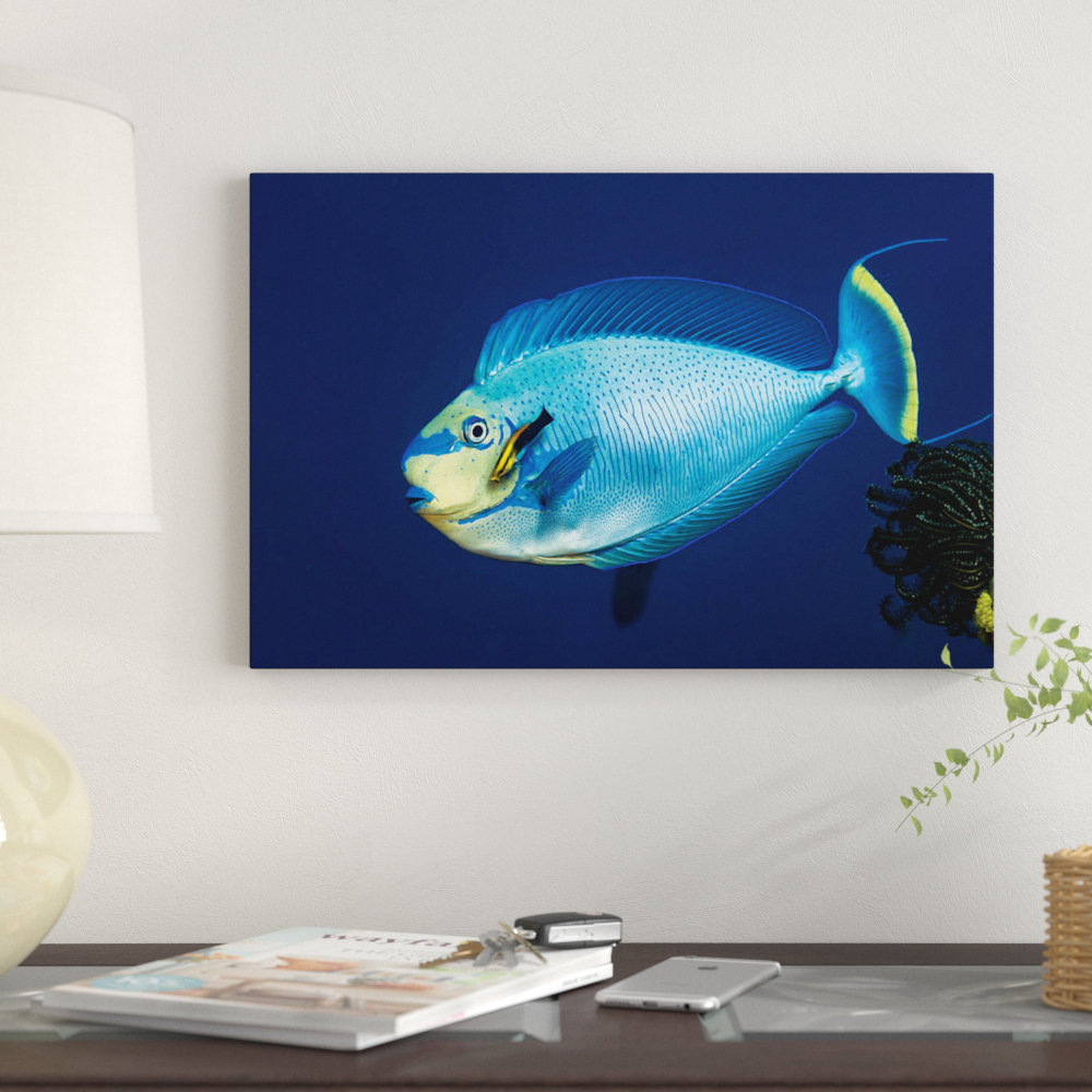 East Urban Home Bignose Unicornfish Being Cleaned New Ireland Papua New Guinea by Brice Shafer ...